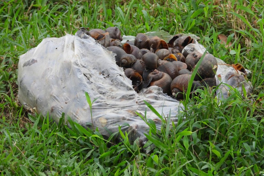 ‘Parasite mentaiko’: Large amounts of invasive snail eggs spotted in ...