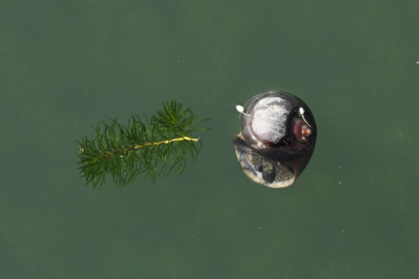 ‘Parasite mentaiko’: Large amounts of invasive snail eggs spotted in ...
