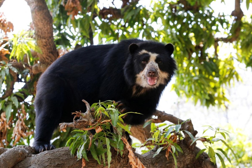Record wildfires ravage Peru's ecosystems and wildlife | The Straits Times