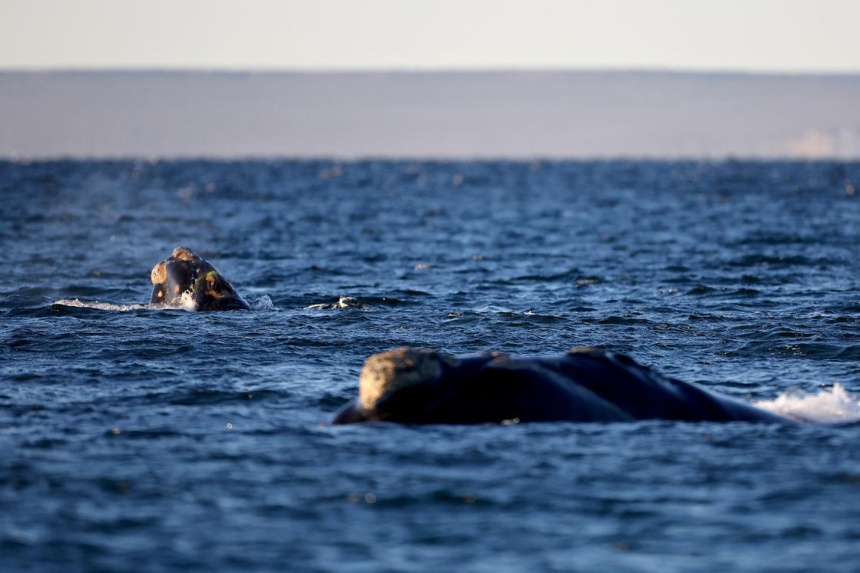 Off Argentina's Patagonian coast, whales and their calves dive deep for ...