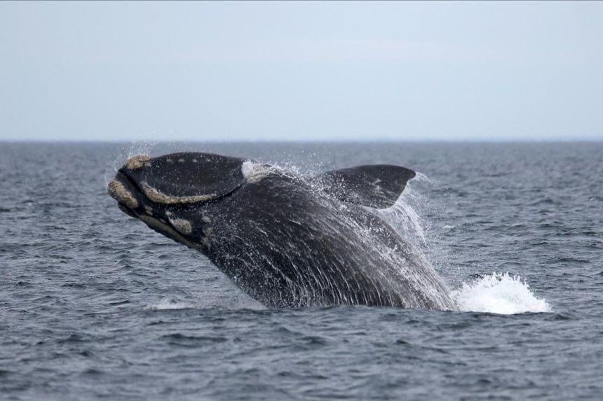 Off Argentina's Patagonian coast, whales and their calves dive deep for ...