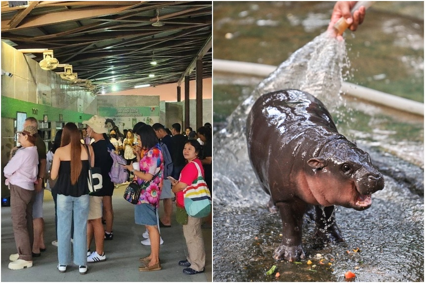 Baby pygmy hippo Moo Deng causes traffic chaos at Thailand zoo | The ...