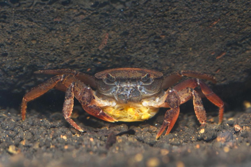 S’pore submits 20 targets on nature conservation to UN ahead of COP16 biodiversity conference ...