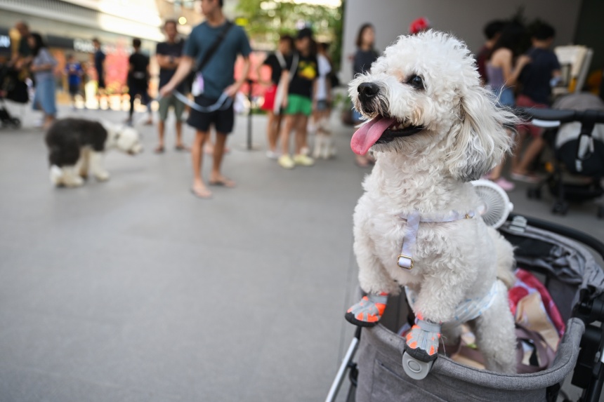 NParks to review Animals and Birds Act, Code of Animal Welfare | The ...