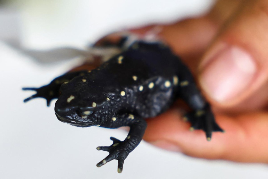 Colombia’s peace opened wildlife to discovery, but new violence ...