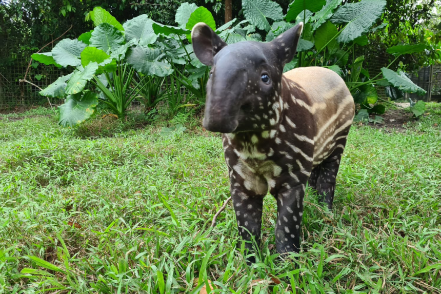 An affectionate tapir, a sassy capybara and a wide-eyed turtle: Meet ...