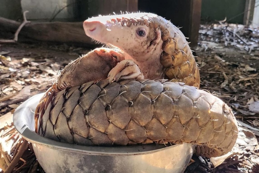 An affectionate tapir, a sassy capybara and a wide-eyed turtle: Meet ...