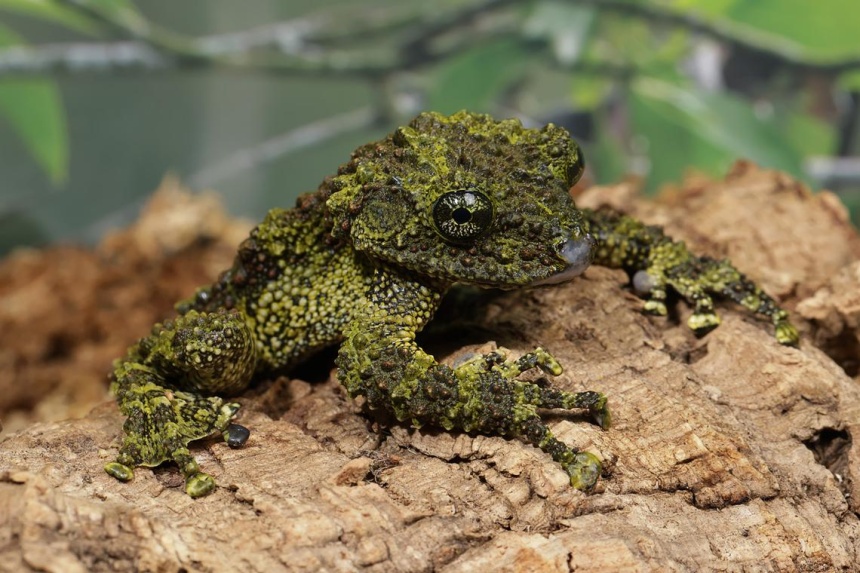 An affectionate tapir, a sassy capybara and a wide-eyed turtle: Meet ...