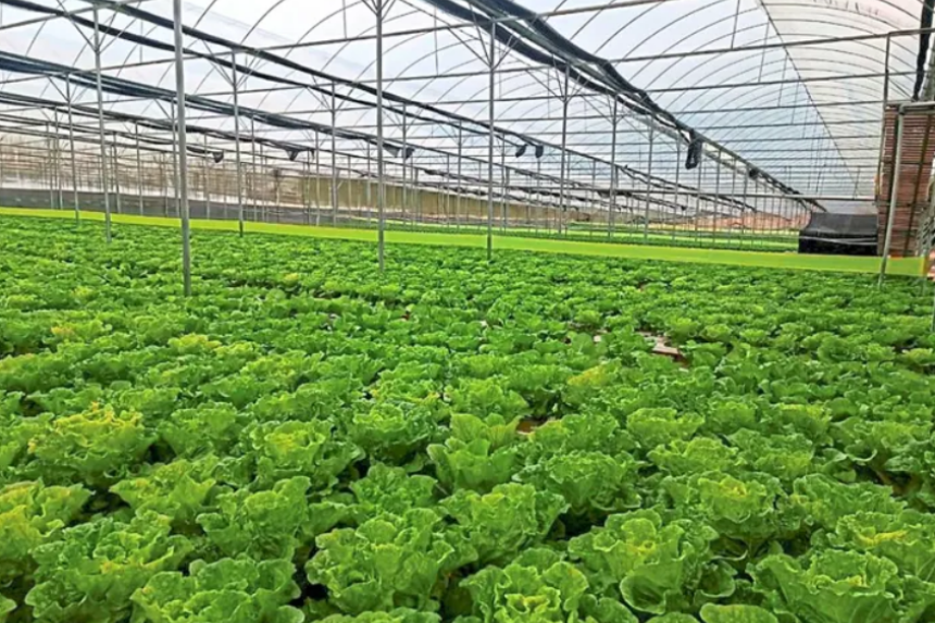 Malaysia’s veggie farmers ready for monsoon | The Straits Times