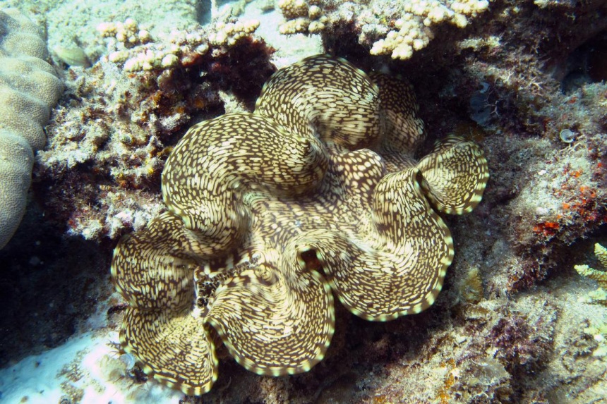 One of S’pore’s three remaining giant clam species has not been seen ...