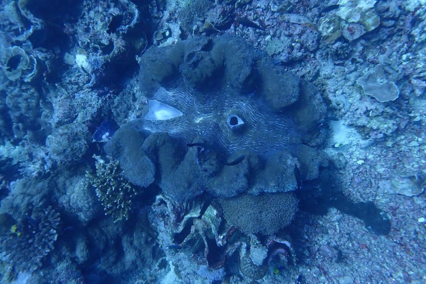 One of S’pore’s three remaining giant clam species has not been seen ...