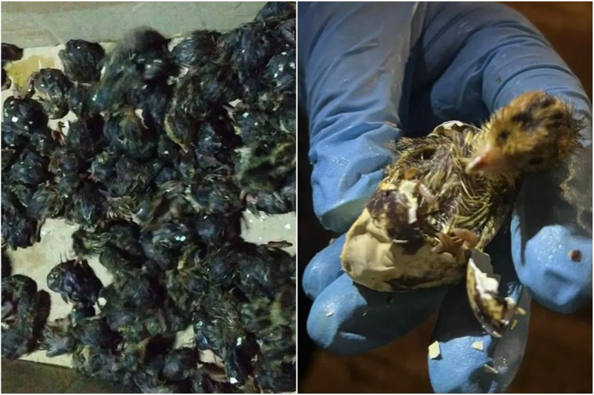 Over 100 quail chicks found in trash bag in Lim Chu Kang; all die ...