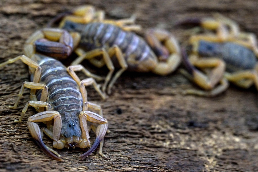 Thriving scorpion population is stinging problem for Brazil | The ...