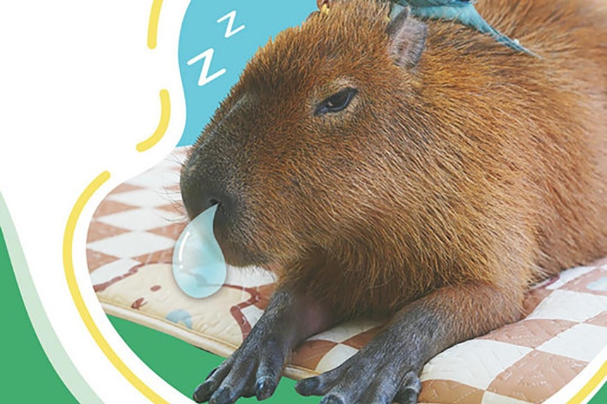 Fascination with unconventional animals drawing young Chinese to pet ...