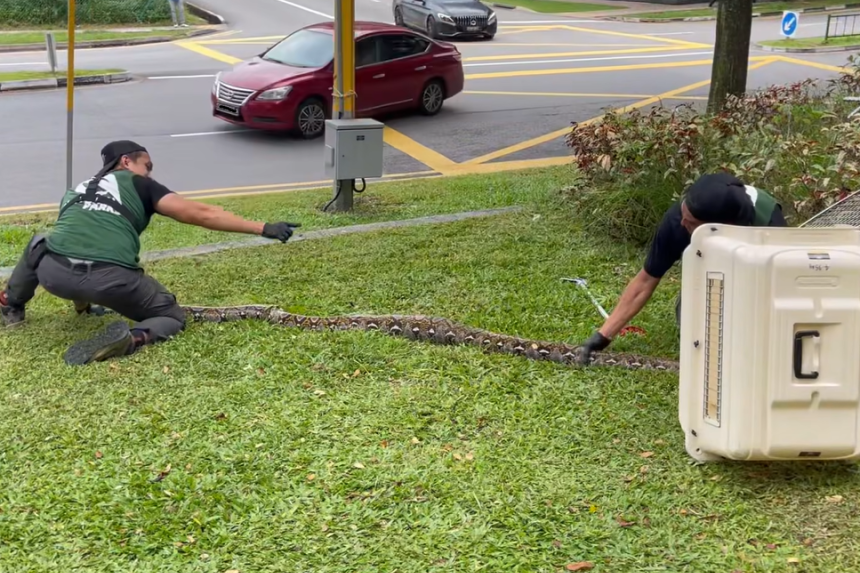 4m-long python near Paya Lebar Square safely removed by NParks | The ...