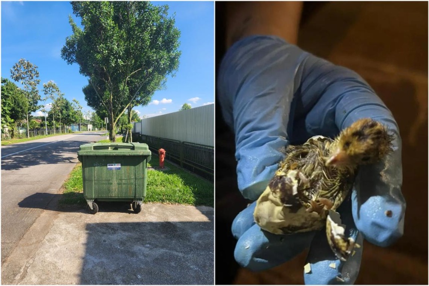 Over 100 quail chicks found in rubbish bin were reportedly from S’pore ...