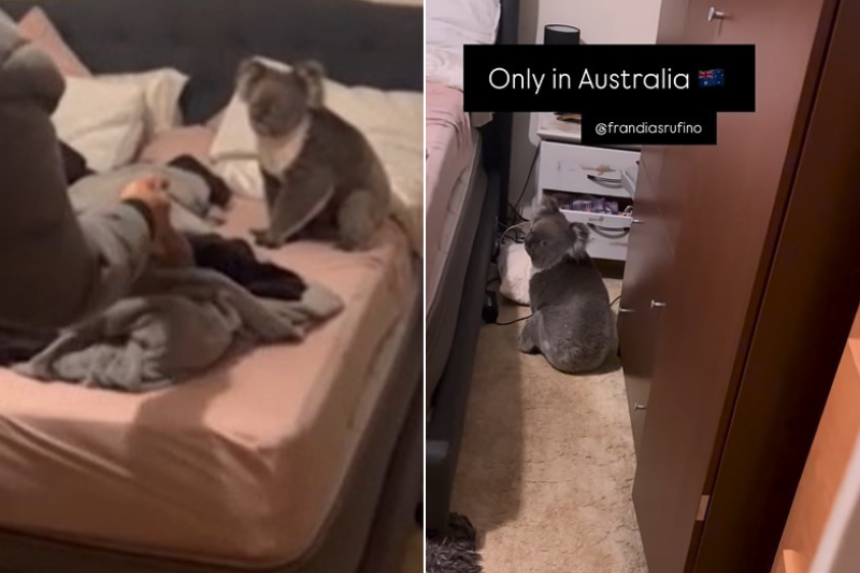 Koala-ty time: Couple in Australia return from work to find koala in ...