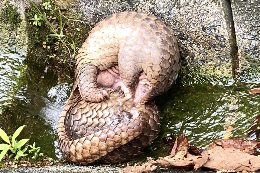 S’pore researchers document rare sight of two pangolins fighting, which ...