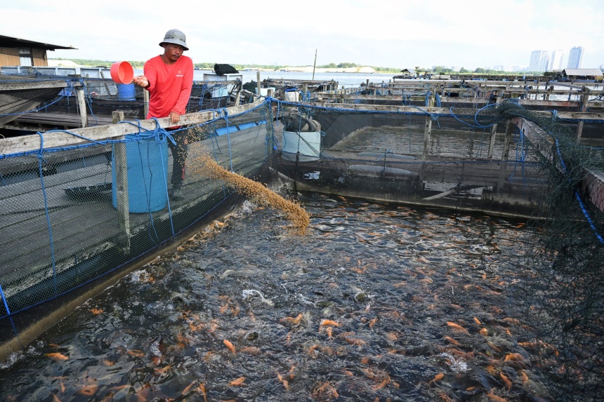 New plan to overhaul S’pore’s flagging fish farming industry | The ...