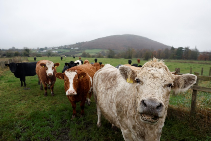 Scientists seek miracle pill to stop methane cow burps | The Straits Times