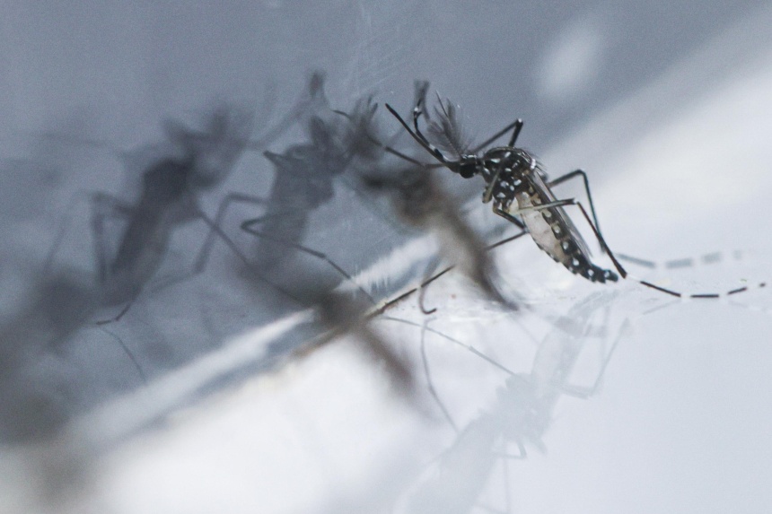 Project Wolbachia for dengue control to cover 50% of all households in ...