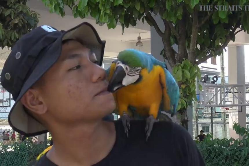 Training birds to free-fly takes off among enthusiasts | The Straits Times