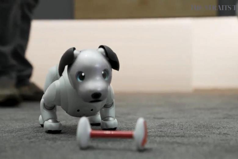 Talking toilet and upgraded robot dog - the strangest and quirkiest ...