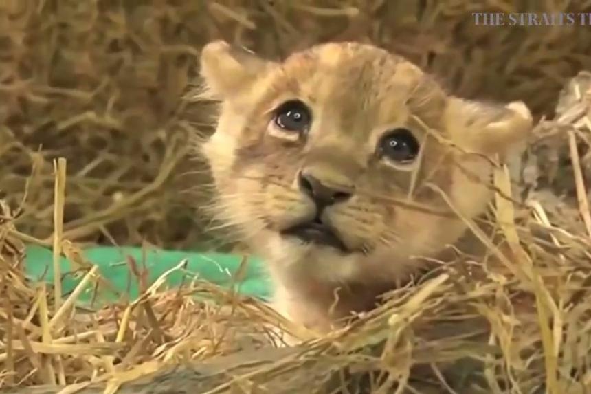 Lima zoo celebrates first lion cub birth in over 20 years | The Straits ...
