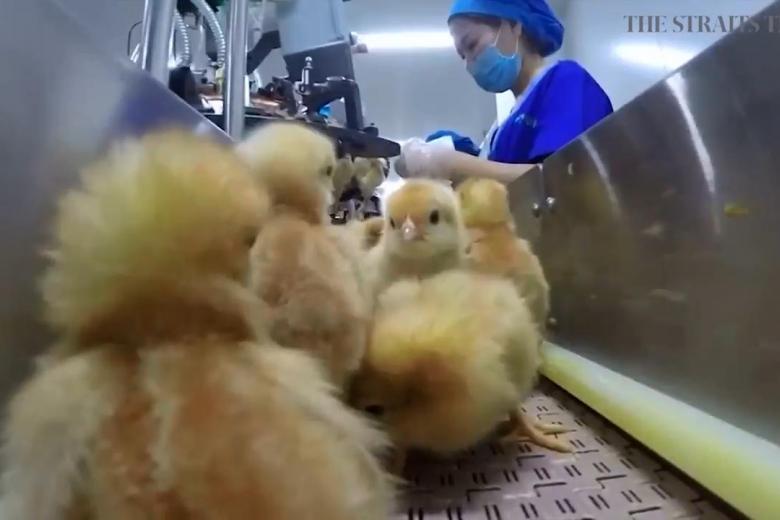 China's chickens to lay a billion eggs a day | The Straits Times
