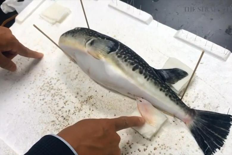 Climate change creates mutant fugu, a deadly Japanese delicacy | The ...