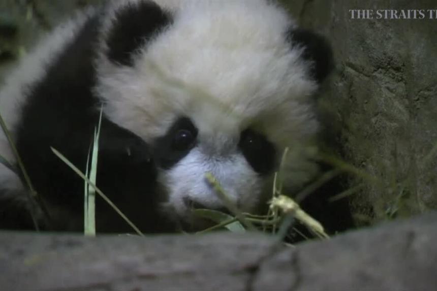 Washington DC zoo's panda cub wows crowd | The Straits Times