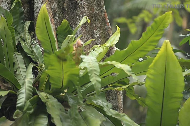 Singapore Botanic Gardens: Heritage trees | The Straits Times