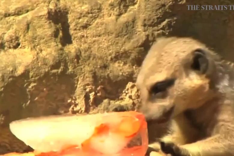 London zoo animals chew on ice blocks to beat the heat | The Straits Times