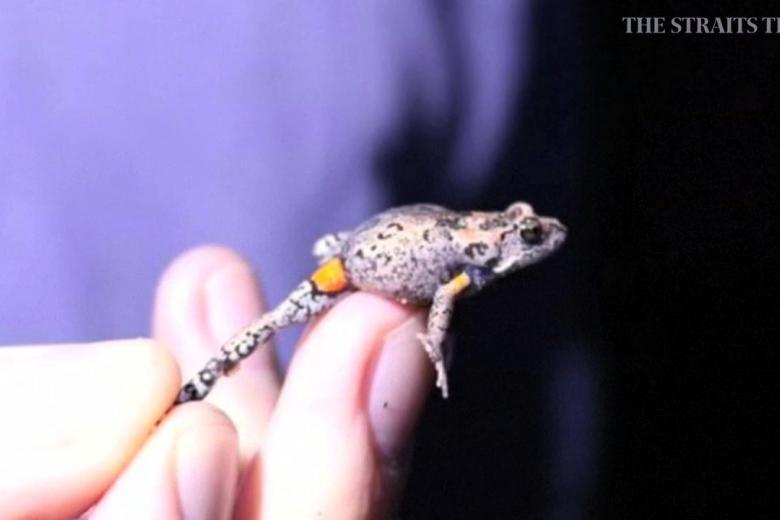 Groin-flashing frog found in Australia | The Straits Times