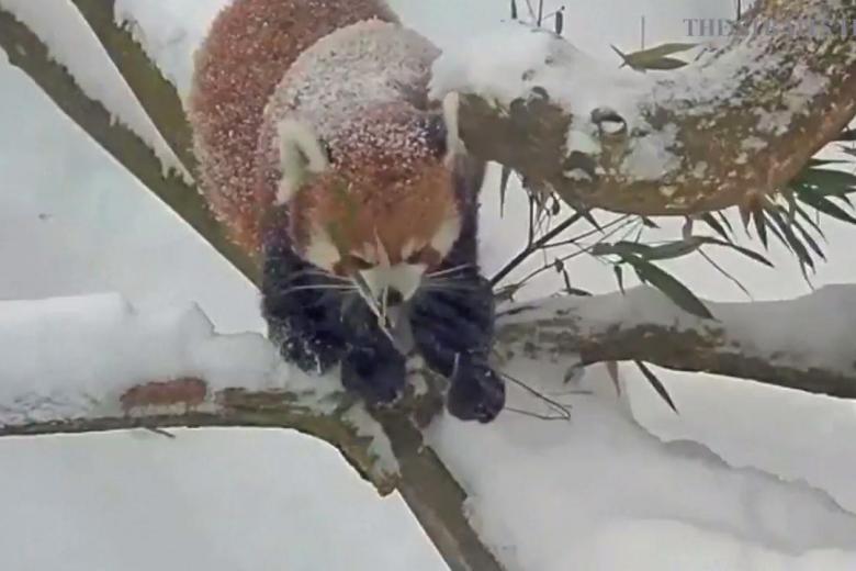 What storm? Red pandas chow down for bamboo lunch in the snow | The ...