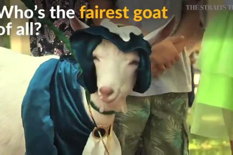 Goats strike a pose in Lithuanian village | The Straits Times