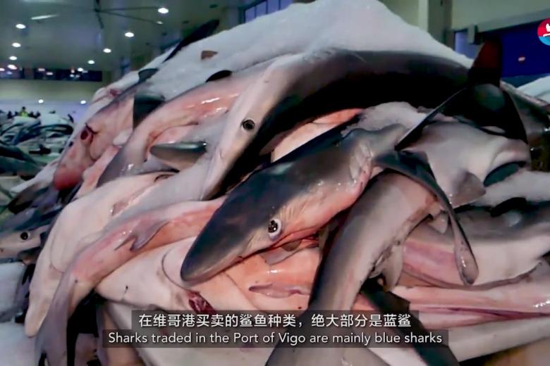 Shark's fin to spark debate over Chinese New Year | The Straits Times