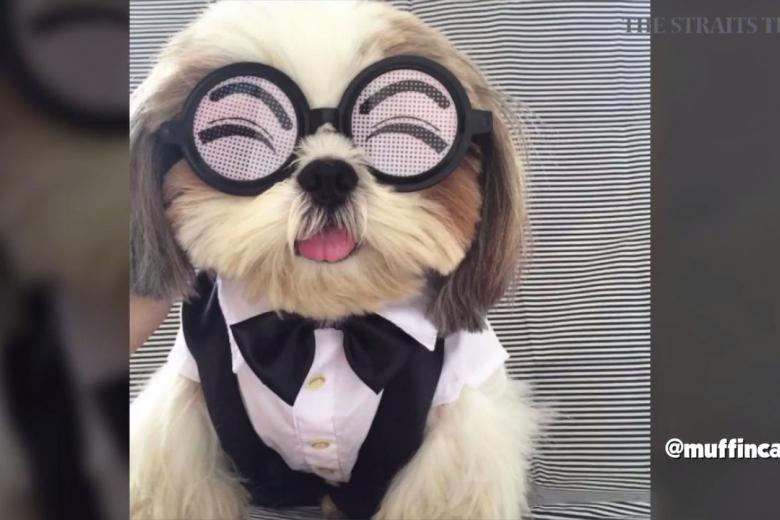 Muffin has 63,000 followers on Instagram. Here's how to be an animal ...