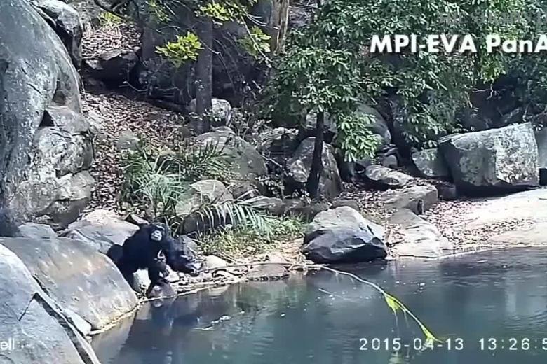 Chimps caught on camera 'fishing' for algae | The Straits Times