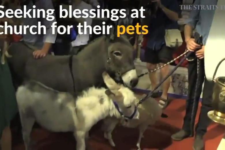 Blessings for animals during French mass | The Straits Times