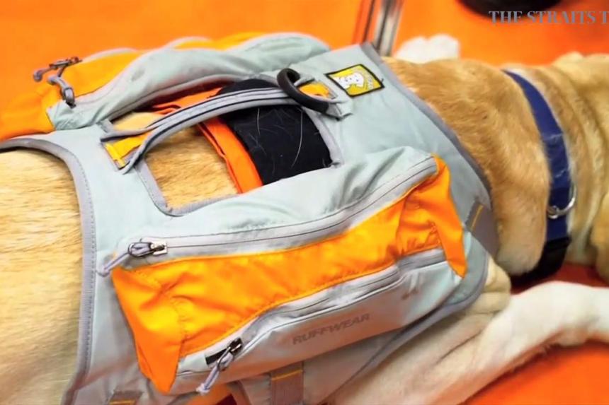 Understanding your pet's emotions with wearable tech | The Straits Times