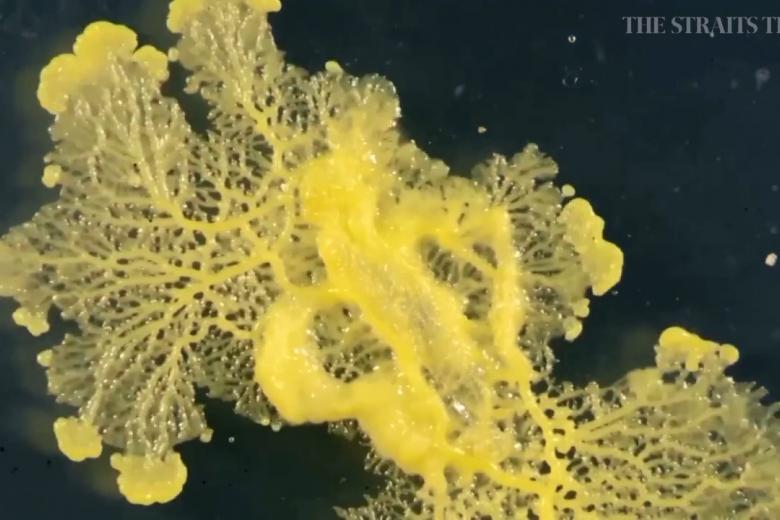 Paris zoo unveils the 'blob', an organism with no brain but 720 sexes | The Straits Times