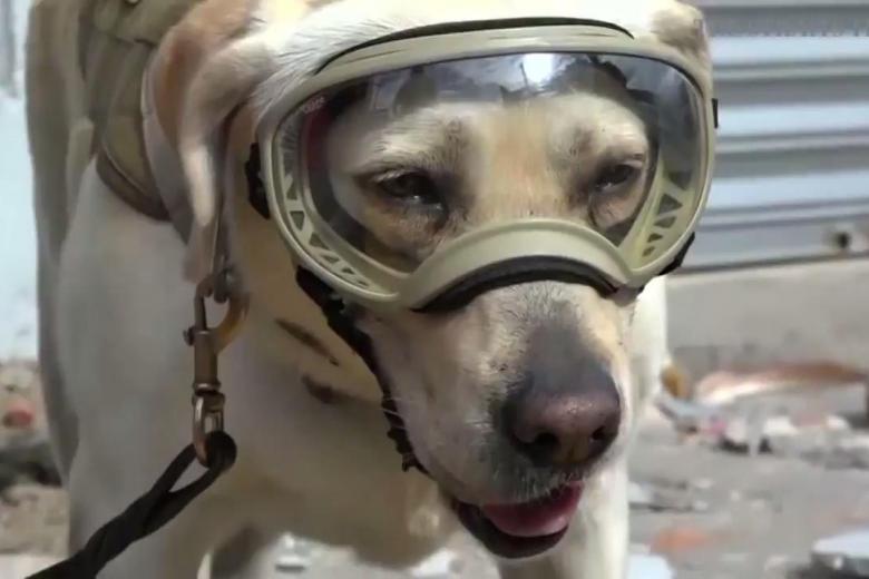 Frida the rescue dog emerges as a Mexico quake hero | The Straits Times