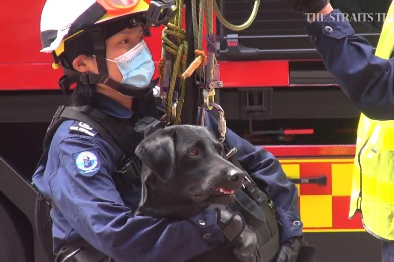 SCDF search platoon's dogs showcase height rescue skills | The Straits ...
