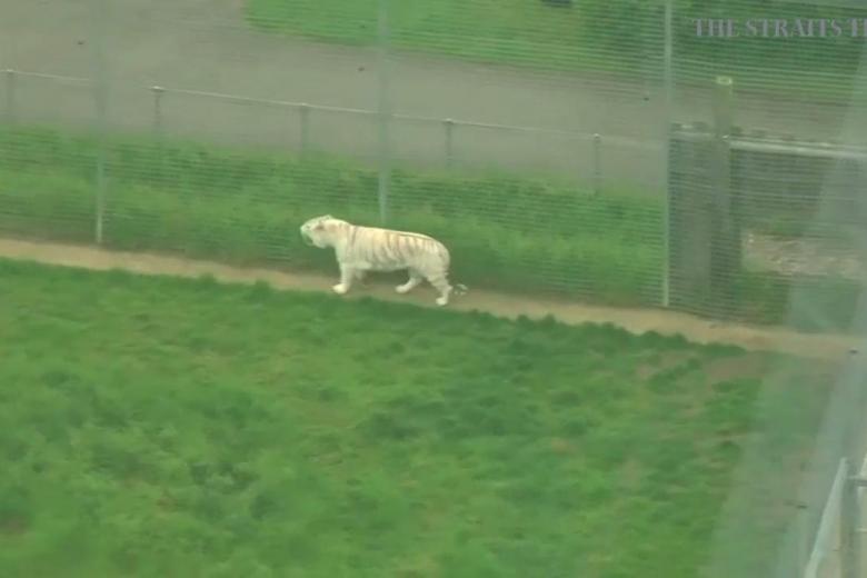 Female zookeeper dies in British zoo park in 'freak accident' involving ...