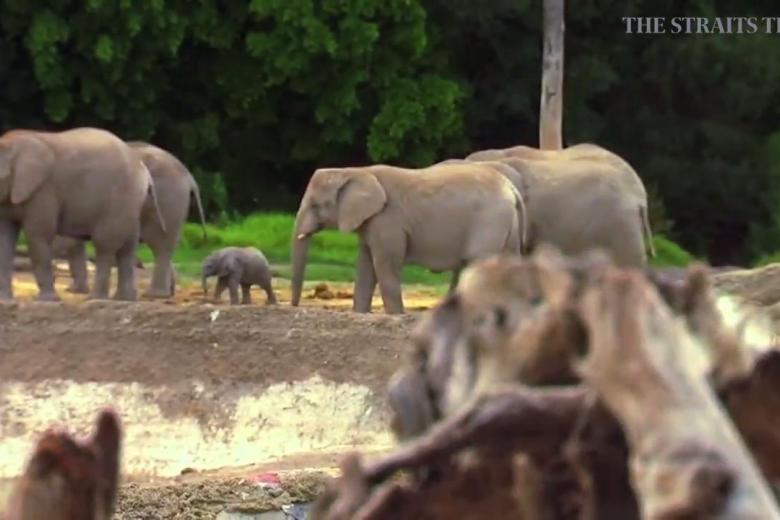 Rare baby elephant delights Mexican zoo | The Straits Times