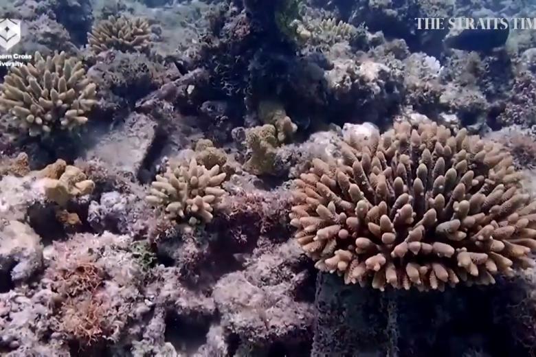 Coral IVF trial offers hope of renewal for Australia's Great Barrier ...