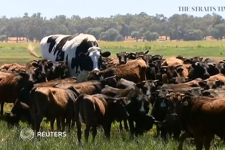 Australia's 1.94m cow dodges the chop | The Straits Times