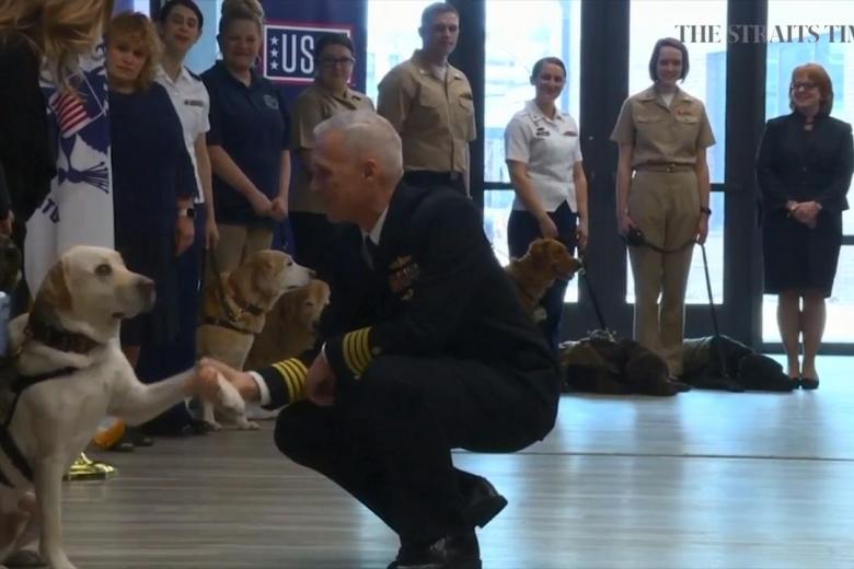 Sully, late US president George H. W. Bush's dog, starts new job with ...