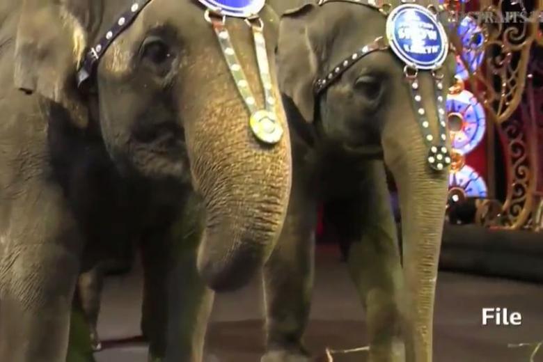 Ringling Bros circus elephants' retirement home promises pampered life ...
